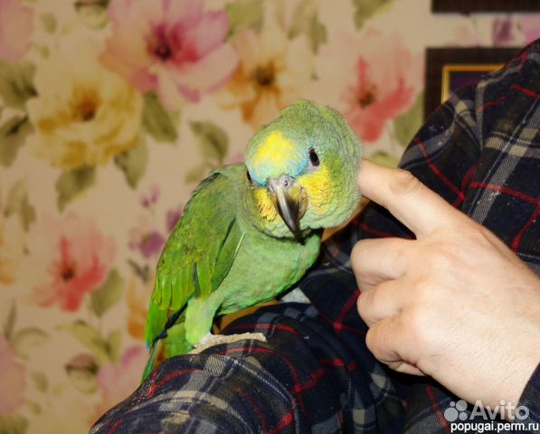 Птенец венесуэльского амазона