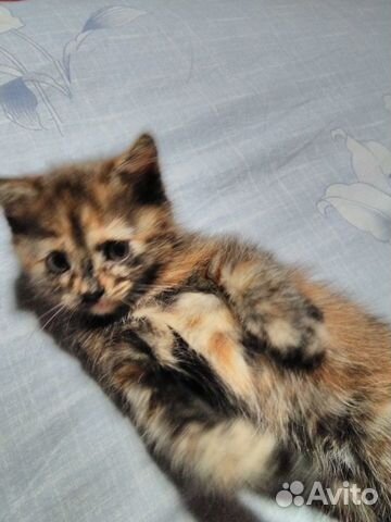 Котёнок девочка