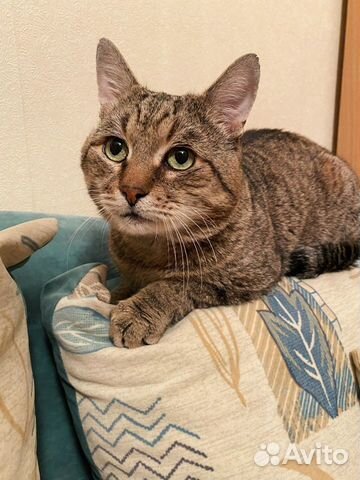 Кошки бесплатно