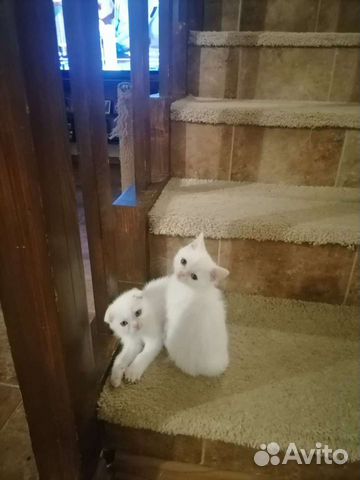 Шотландские котята
