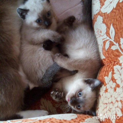 Тайские котята девочки