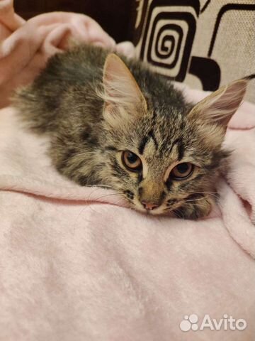 Котёнок мальчик