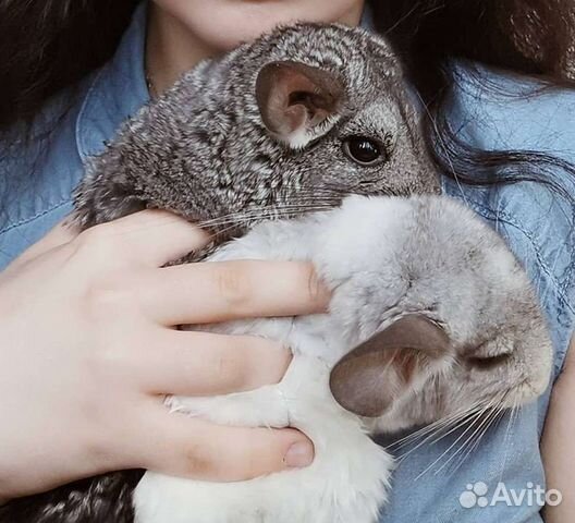Шиншилла