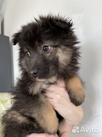 Щенки Пуговка и Кнопочка, 3 мес