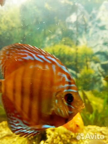 Продам дискусов