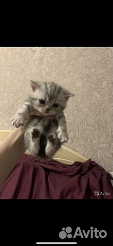 Британские котята