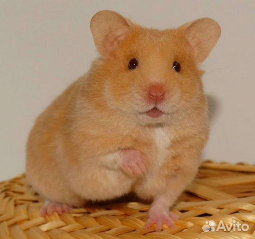 Сирийский хомяк бесплатно