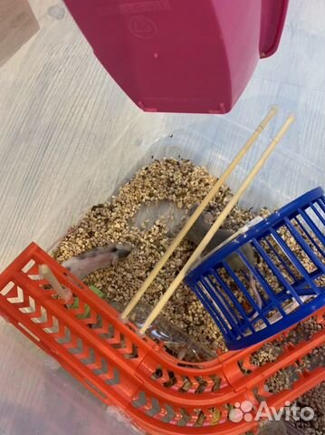 Отдам мышек