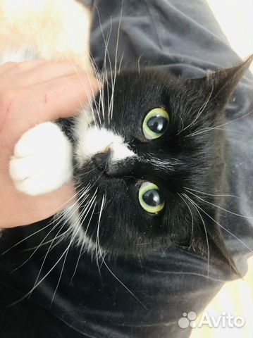 Котенок в добрые руки