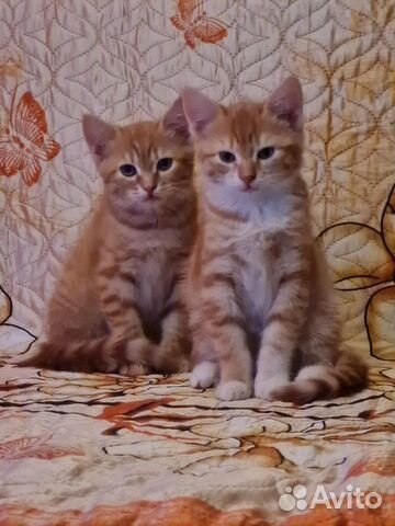 Котята в добрые руки бесплатно