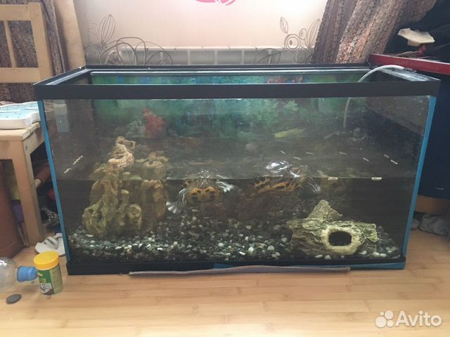 Черепаха с аквариумом