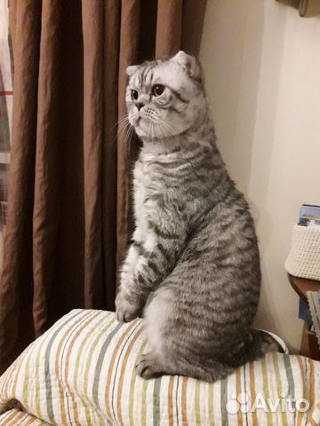 Вязка котов шотландских