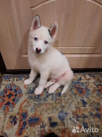 Сибирский хаски