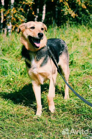 Собака в добрые руки