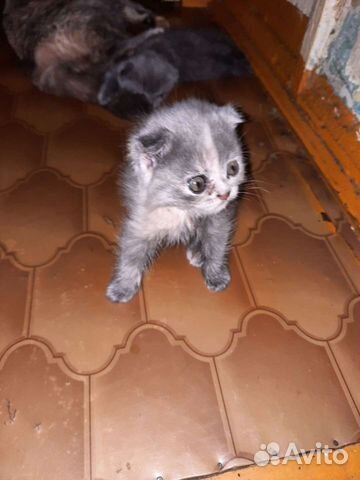 Кошка