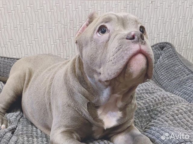 Американский булли покет