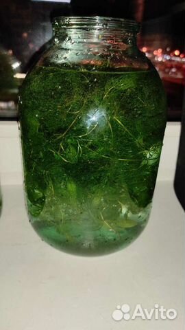 Растение роголистник и ампулярии