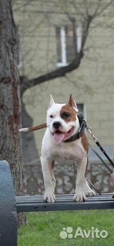 Американский Стаффордширский терьер