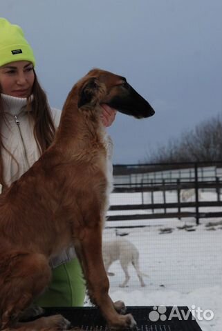 Русская борзая