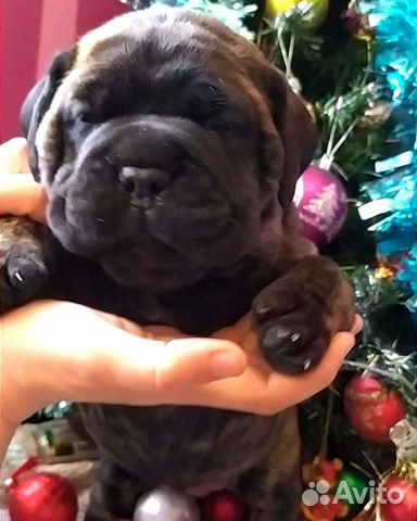 Великолепие, щенок Бульмастиф