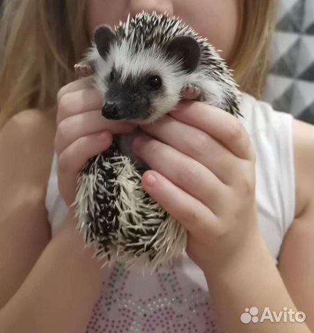Африканский ежик