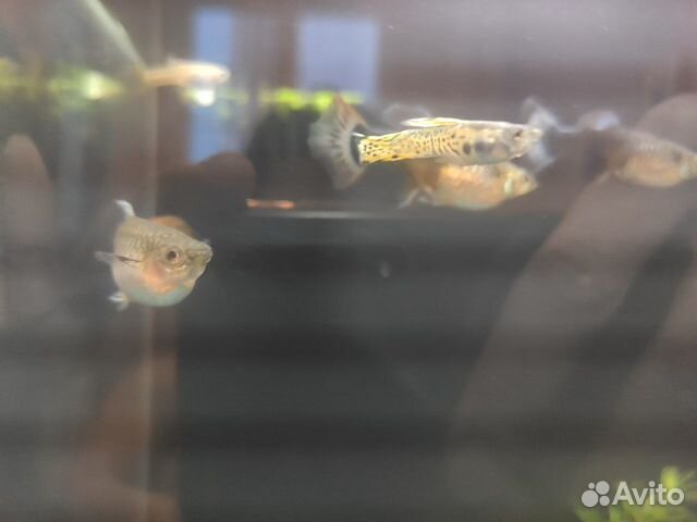 Аквариумные рыбки гуппи