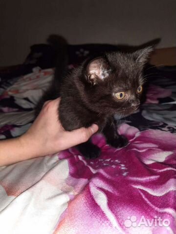 Британский котенок