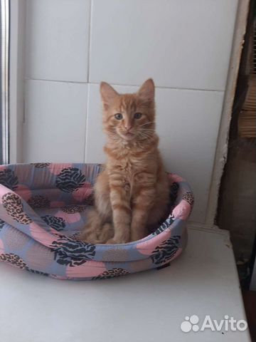 Кошка в дар