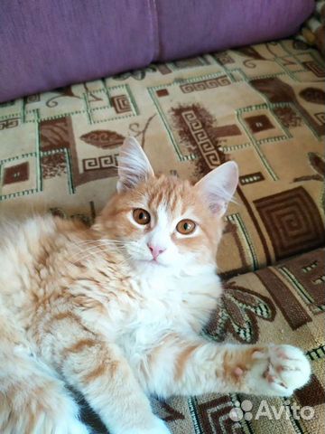 Рыжий сибирский котенок