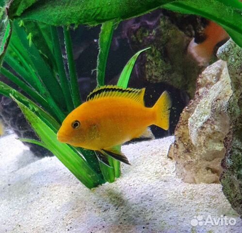 Лабидохромис еллоу
