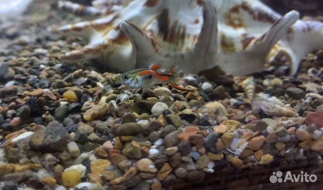 Гуппи эндлера