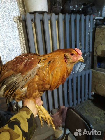Петухи Араукан