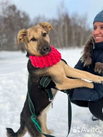 Собака девочки за ищет родителей