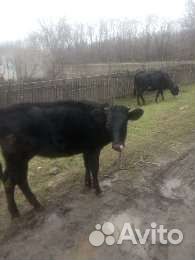 Телка 5 месяцев