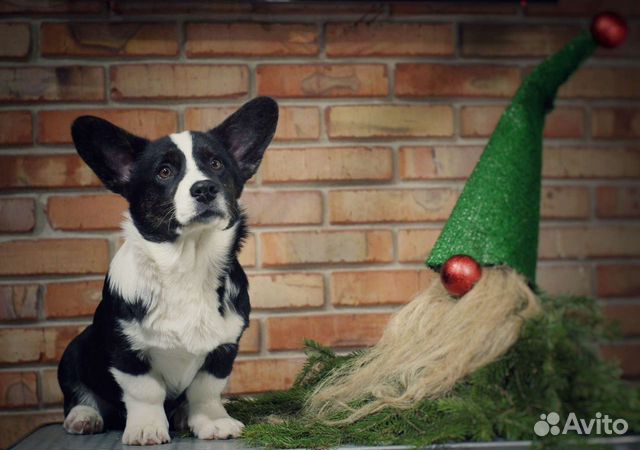 Вельш-корги кардиган