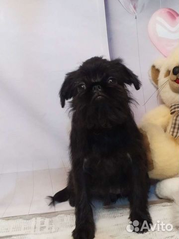 Девочка бельгийский гриффон