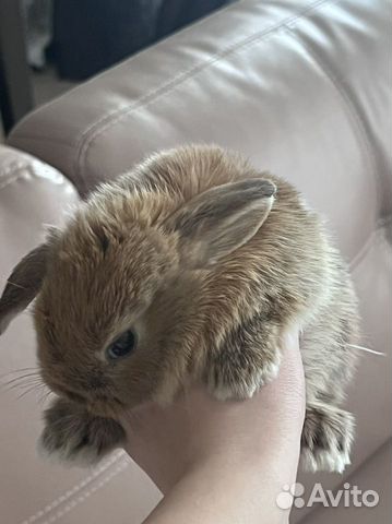 Вислоухий крольчонок девочка