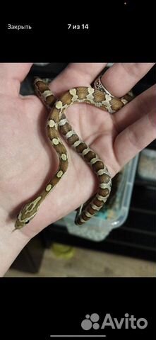 Самка маисового полоза