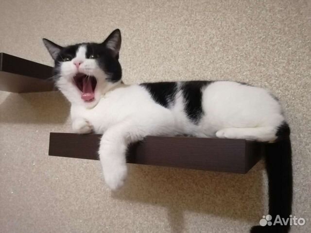 Красивая кошечка ищет хозяина
