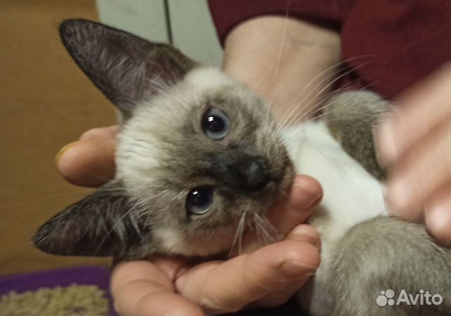 Котёнок Тайский Меконг Эксклюзивчик