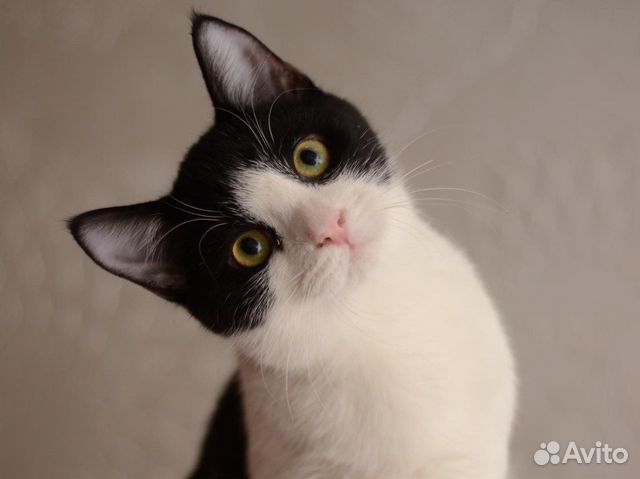 Котенок Сержик 4 мес