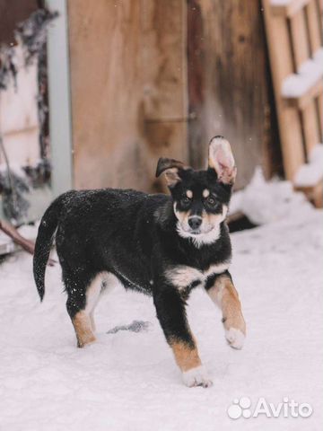 Щенок ищет хозяина