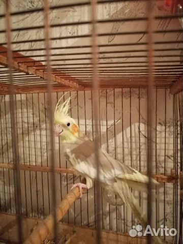 Попугай корелла