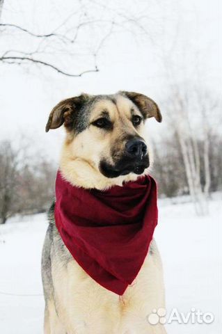 Очень скромная собака Брусника