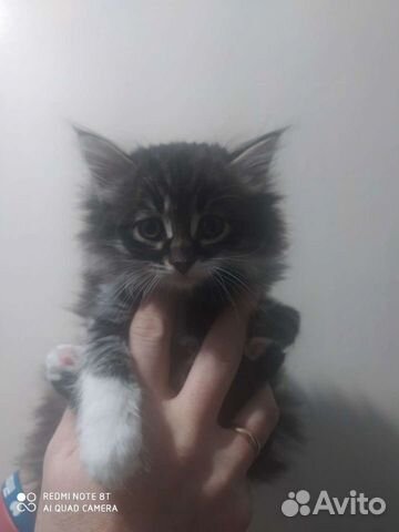 Котята в добрые руки бесплатно