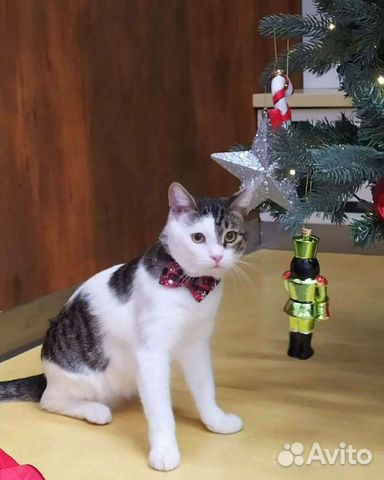 Очаровательный Кеша в поиске дома