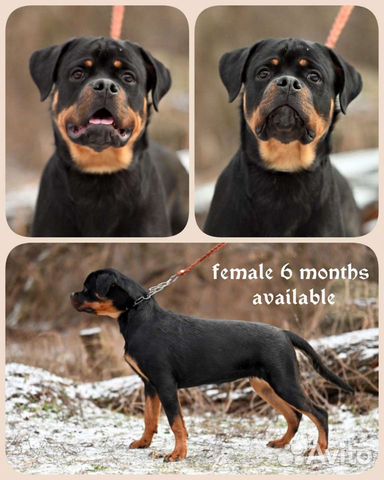 Очаровательная барышня ротвейлер