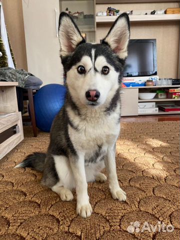 Ищет дом замечательная Девочка Хася