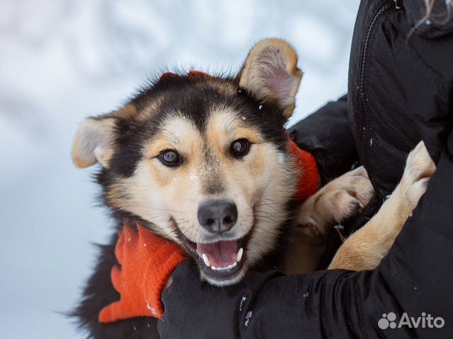 Улыбашка Хурма ищет дом и любящую семью