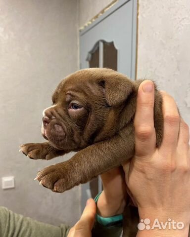 Американский булли щенки